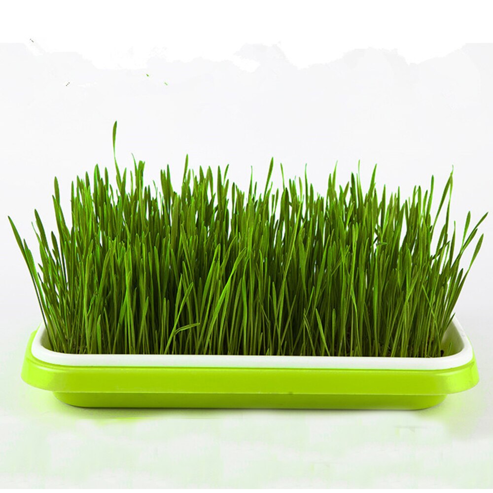 Double-Layer Hydroponics Seed Germination Tray See... – Grandado