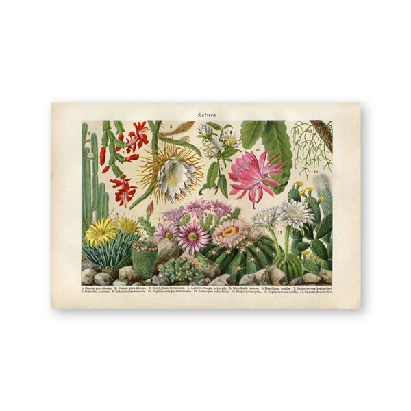 Cactus Flowers Desert Plants Succulents Posters an... – Grandado