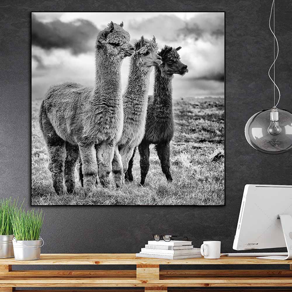 Black and White Llama Poster Animal Canvas Paintin... – Grandado