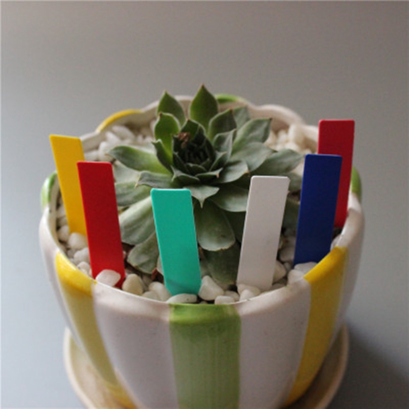 600 Plant Inserted Land Brand Succulent Label Gard... – Grandado