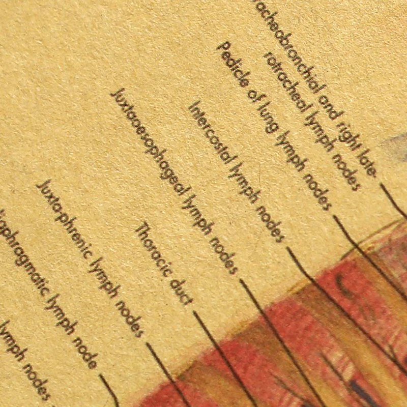 The Skeleton Of The Body Structure Lymphatic Syste... – Grandado