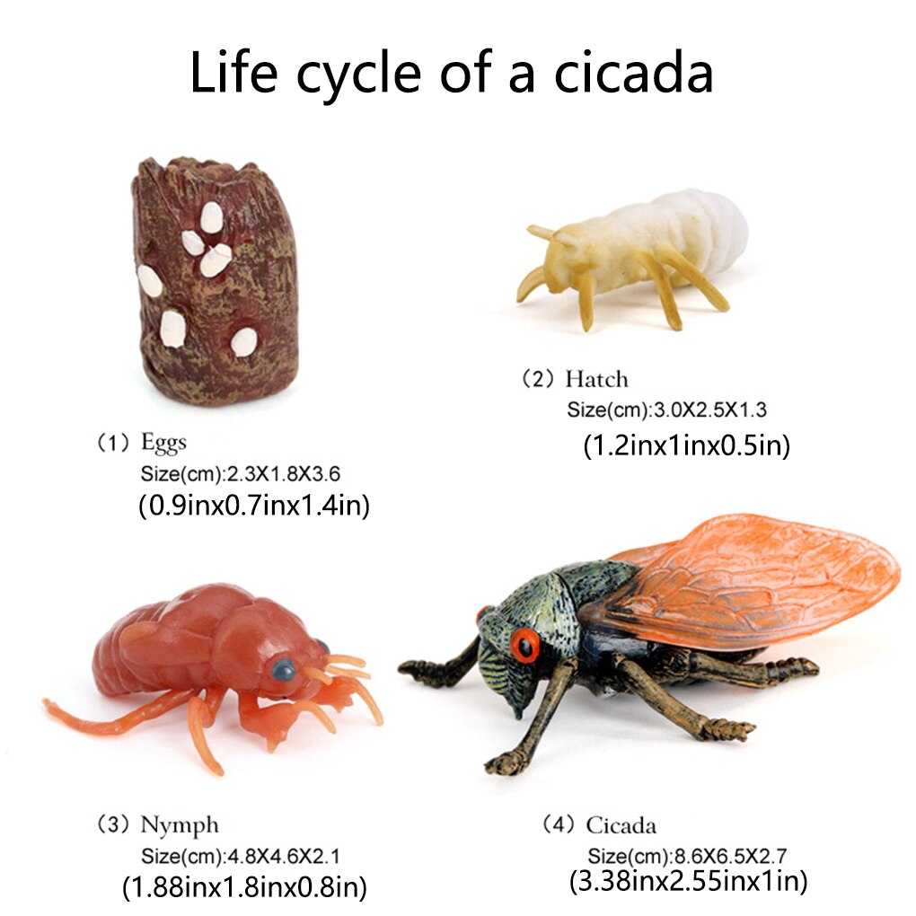 Cicada Life Cycle Toy Delicate Growth Cycles Toys ... – Grandado
