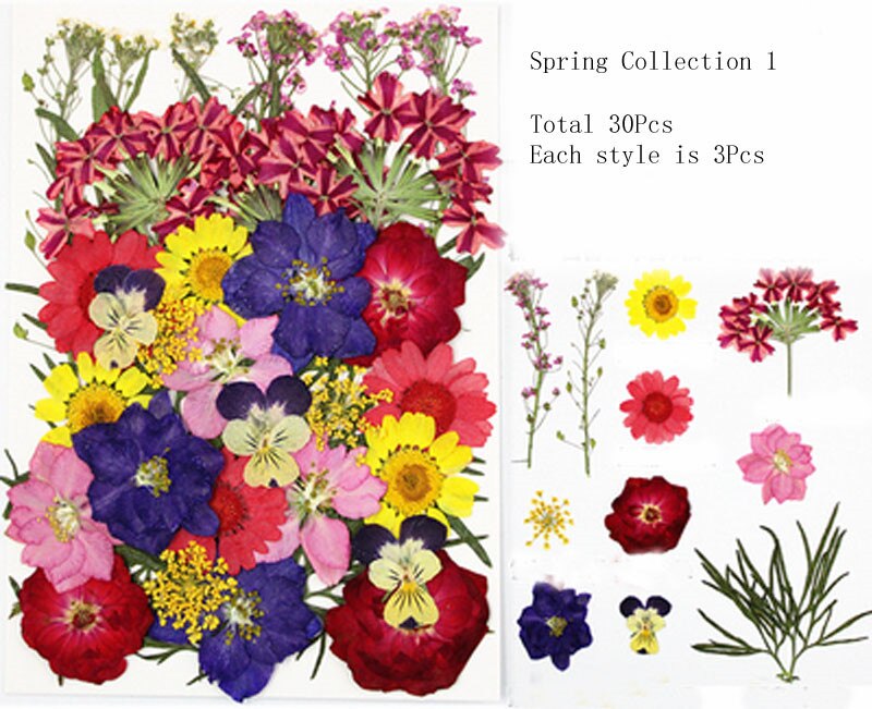 Latest Mixed Leaf and Flower Collection Dried Pres... – Grandado