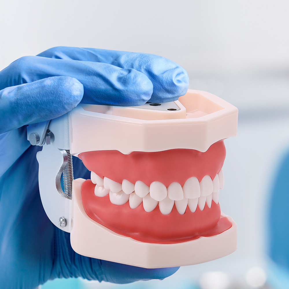 Azdent Dental Model Training Dental Technician Pra... – Grandado