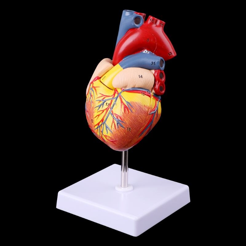 W3JD Disassembled Anatomical Human Heart Model Ana... – Vicedeal