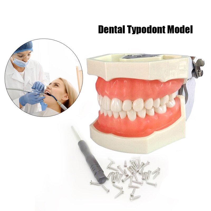 Dental Teaching Model Standard Dental Typodont Mod... – Grandado