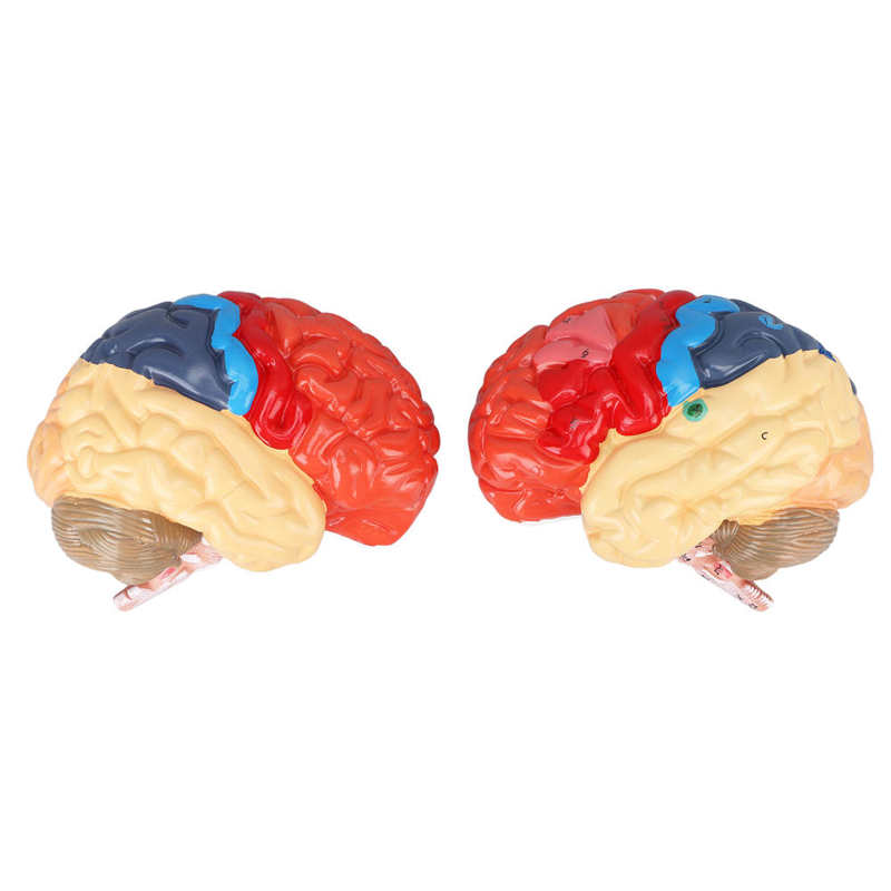 Human Brain Anatomisch Model Indicator Diagram Ana... – Vicedeal