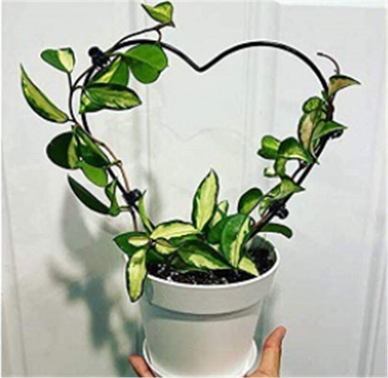 Tuin Plant Ondersteuning Klimmen Ondersteuning Fra... – Vicedeal