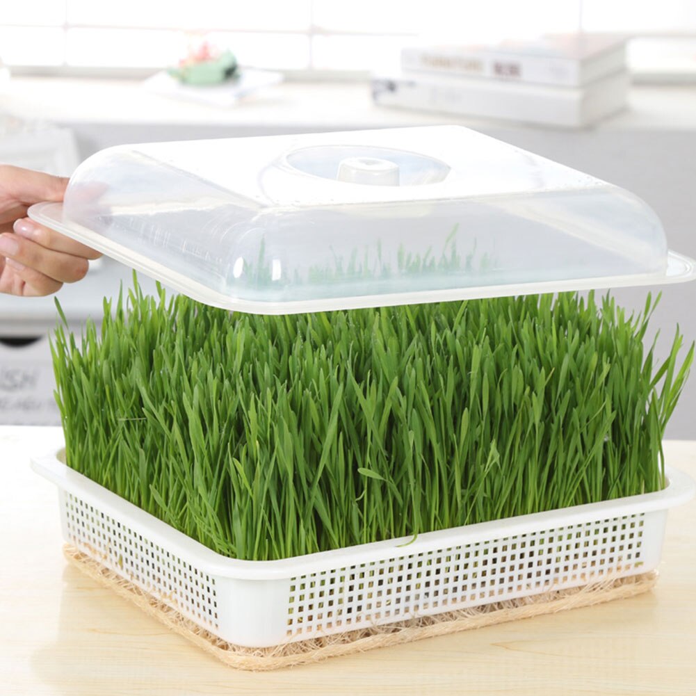1PC Seed Sprouter Tray Bean Sprout Grower Germinat... – Vicedeal