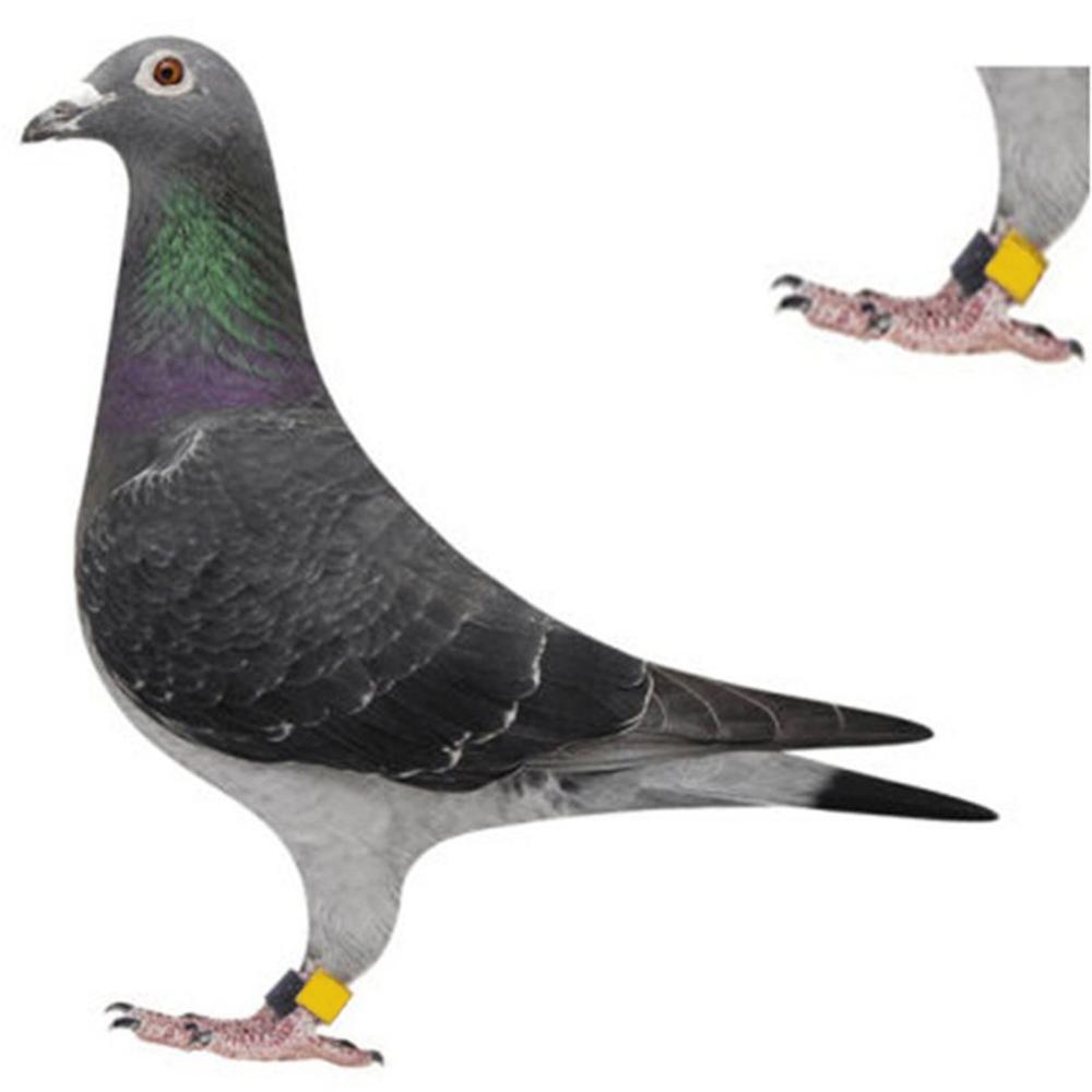 100pcs Color Pigeons Rings Hens Pigeon Foot Ring 8... – Grandado