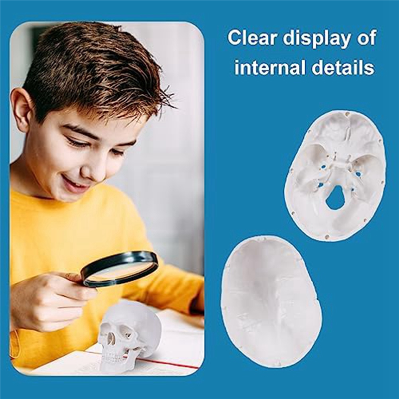 ABCD Mini Human Skull Model, 3 Parts Anatomical Sk... – Grandado