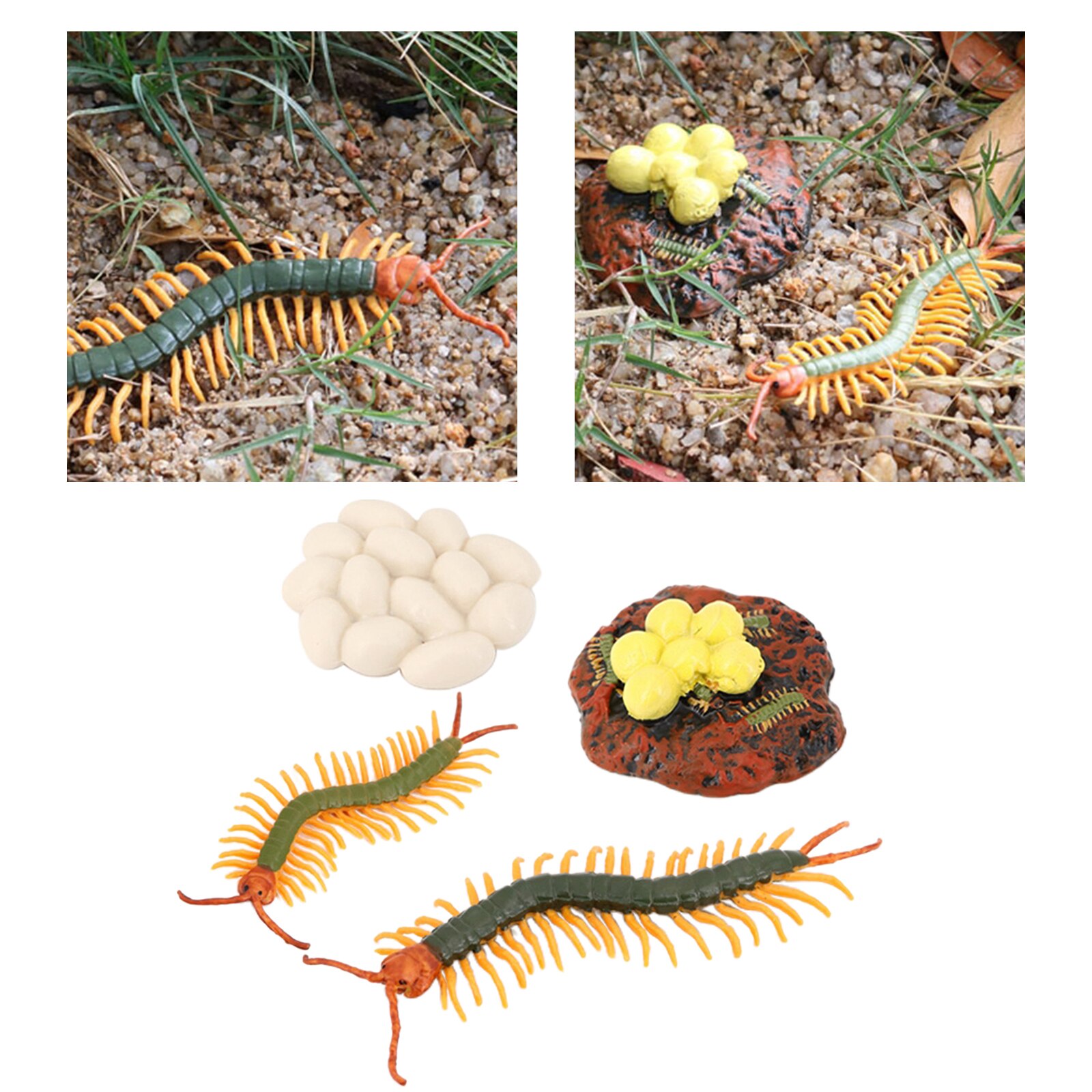 Life Cycle of a Centipede，Nature Insects Life Cycl... – Vicedeal