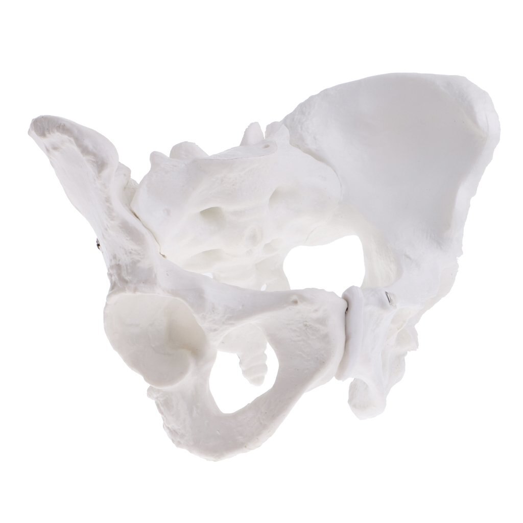 1: 1 Human Female Basin Skeleton with Coccyx Sacru... – Grandado