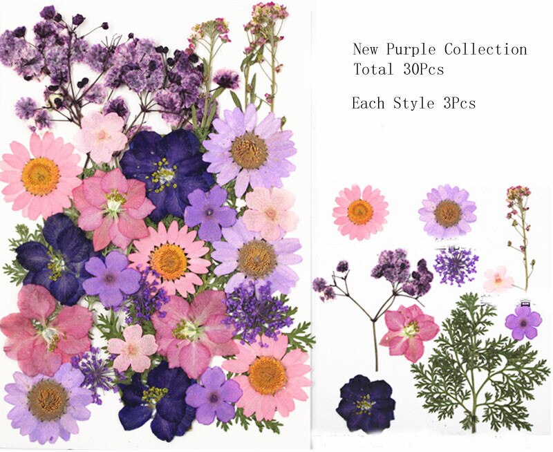 Latest Mixed Leaf and Flower Collection Dried Pres... – Grandado