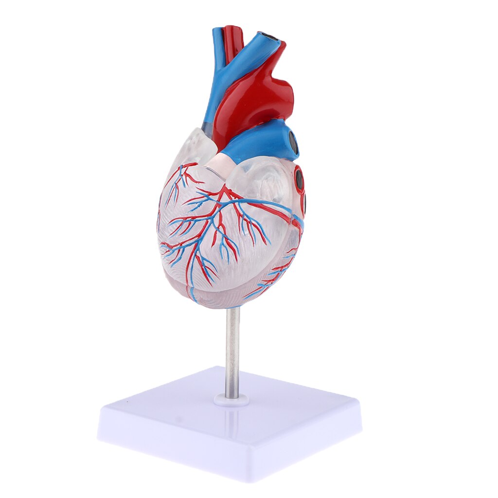 1:1 Menselijk Hart Model Met Stand Base, Transpara... – Vicedeal