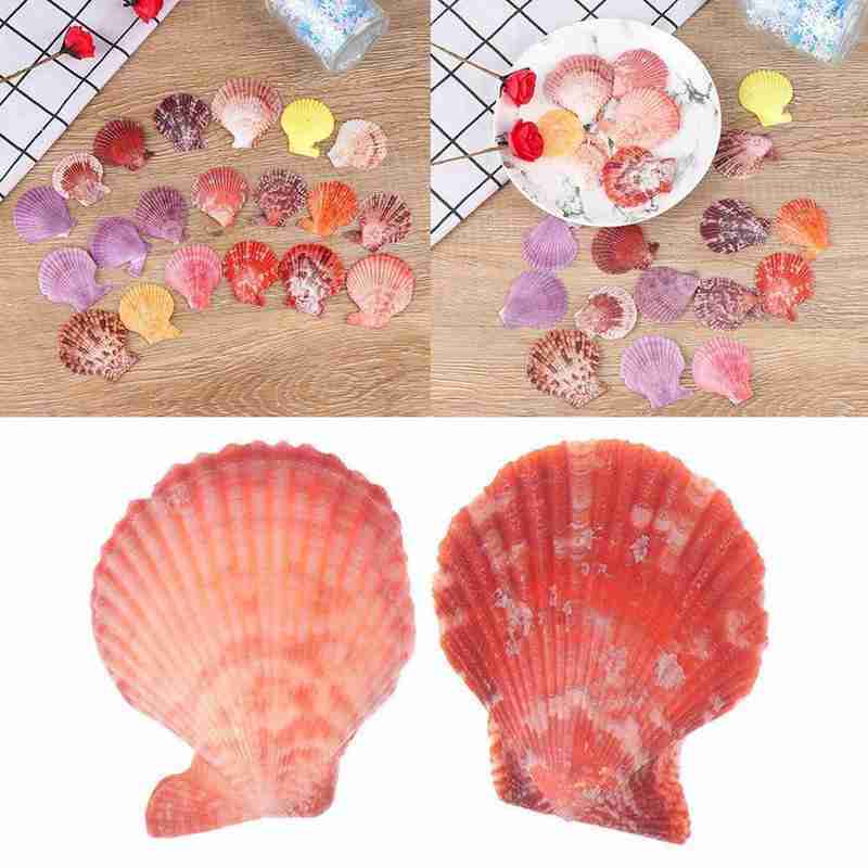 A Pair Colorful Natural Seashells Decorations Scal... – Vicedeal