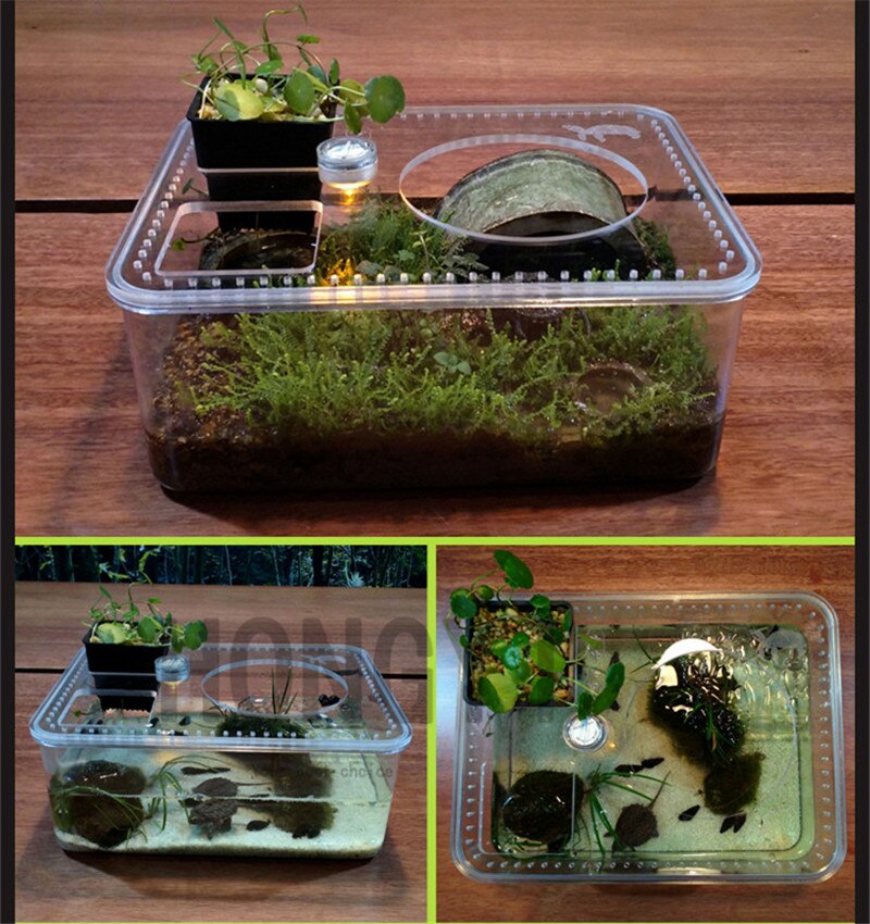 HONGYI 1 piece plastic transparent insect reptile ... – Vicedeal