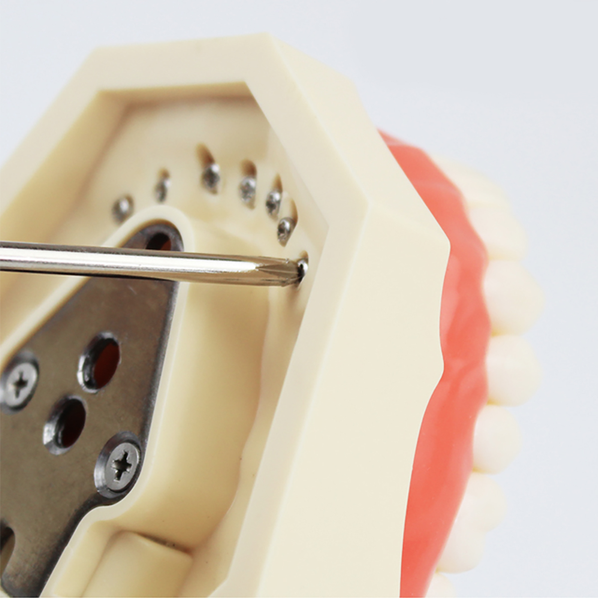 Azdent Dental Typodont Teaching Teeth Model With R... – Grandado