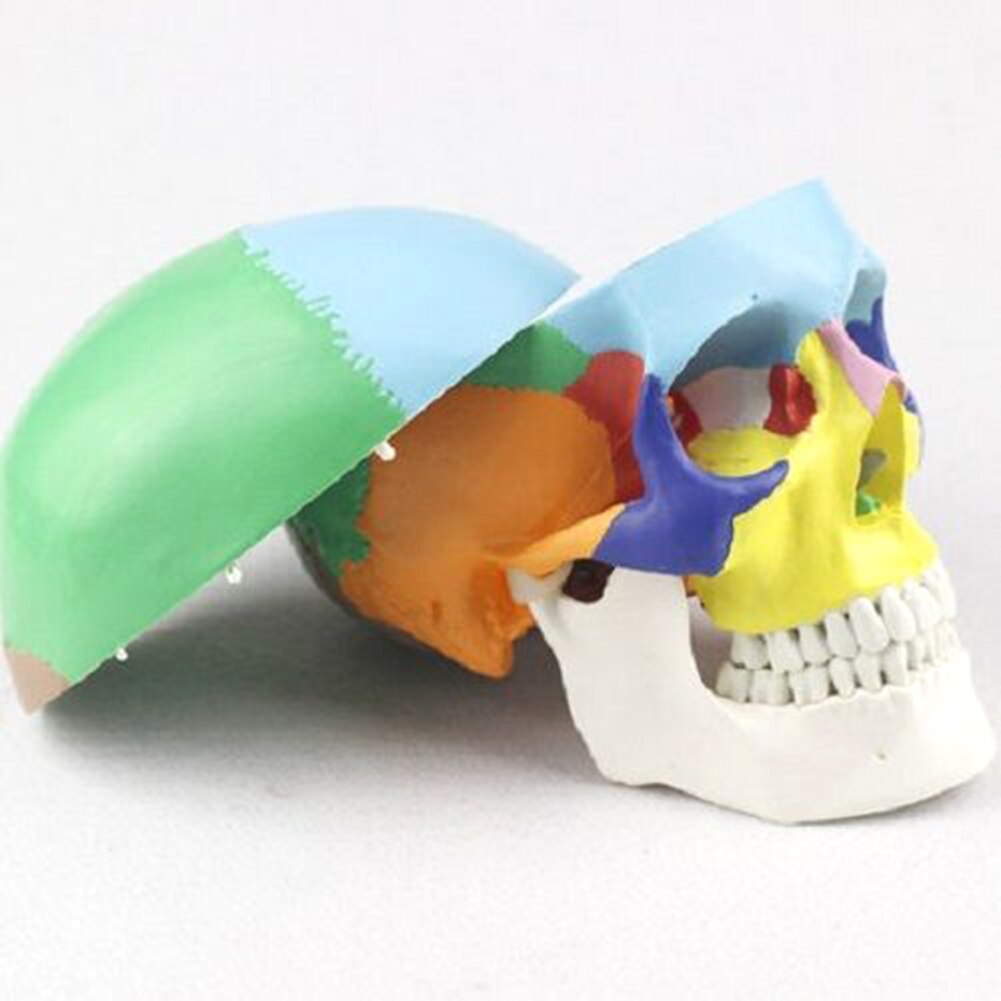Colored Skull Model Sectioned Head Model Teaching ... – Grandado