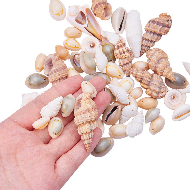 150-200Pcs Mixed Sea Shells Ocean Beach Spiral Sea... – Vicedeal