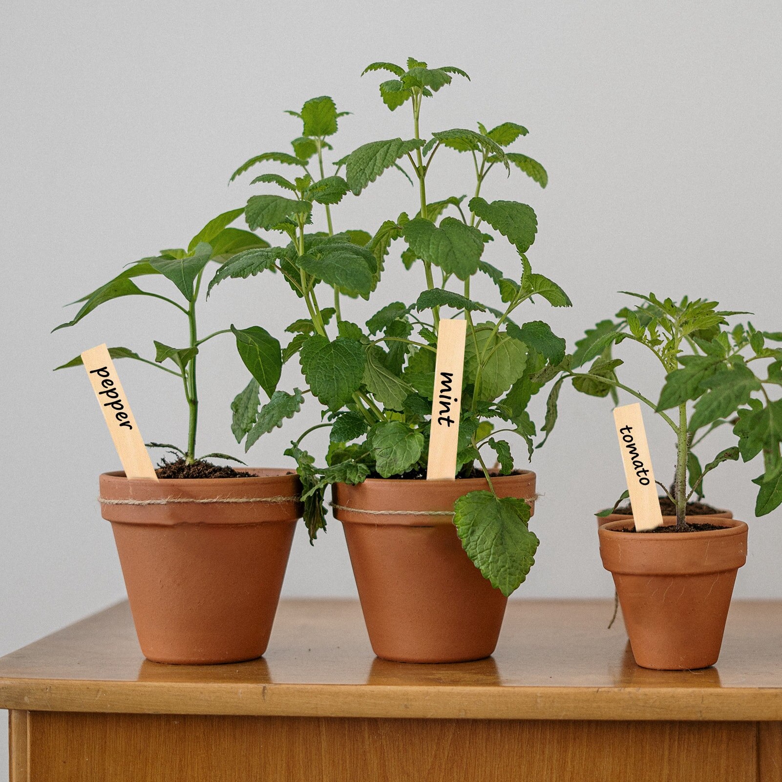 50 Pcs Wooden Plant Labels Eco-Friendly Wooden Pla... – Grandado