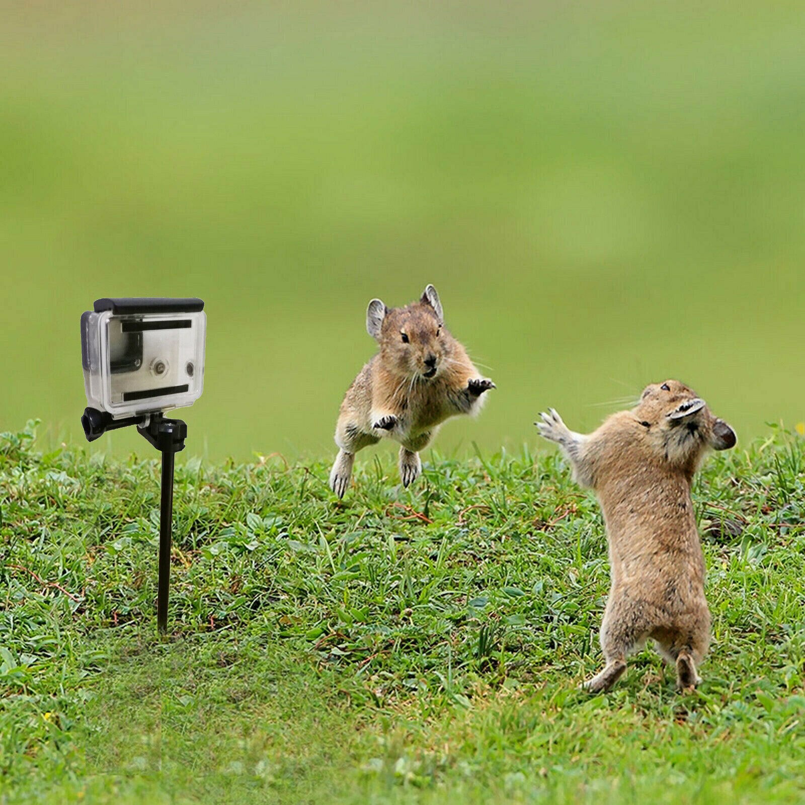 for Gopro Trail Camera Stake Mount | Ground Spike ... – Vicedeal