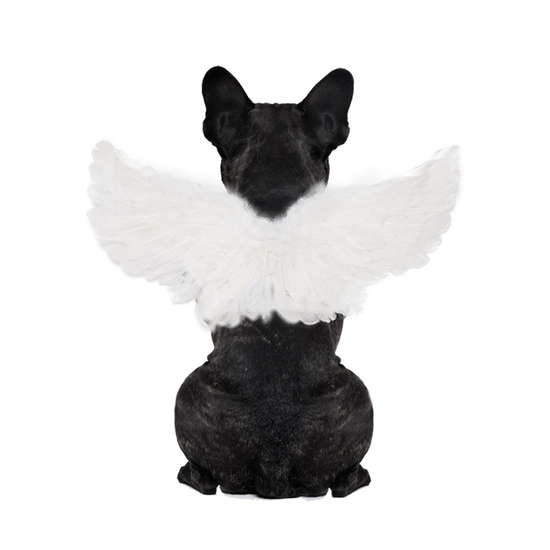Pet Dog Cat Angel Devil Bat Wing Cosplay Prop Hall... – Grandado