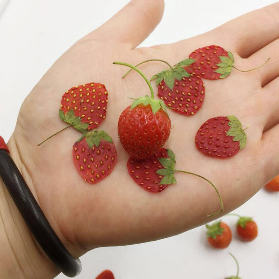 5pcs Dried Pressed Mini Fruit Strawberry Skin Slic... – Grandado