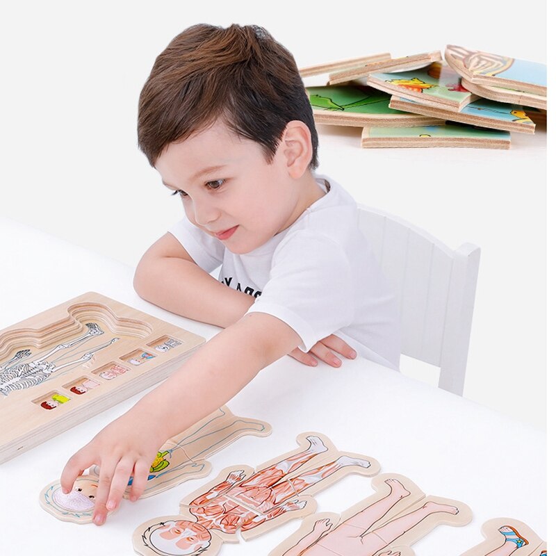 Multi-Layer Wooden Human Puzzles Human Body Struct... – Vicedeal
