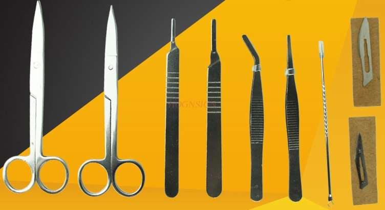 Scalpel biodissection tool insect specimen making ... – Grandado