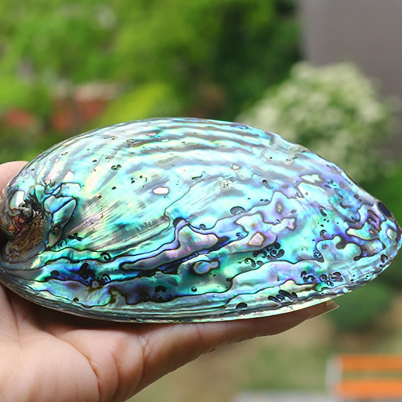 10-12cm Large Rainbow Abalone Shell Charm Beach Se... – Grandado