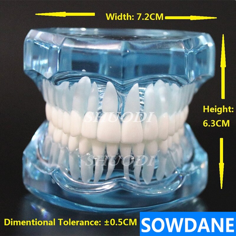 1 Piece Dental Standard Tooth Model Orthodontic Mo... – Grandado