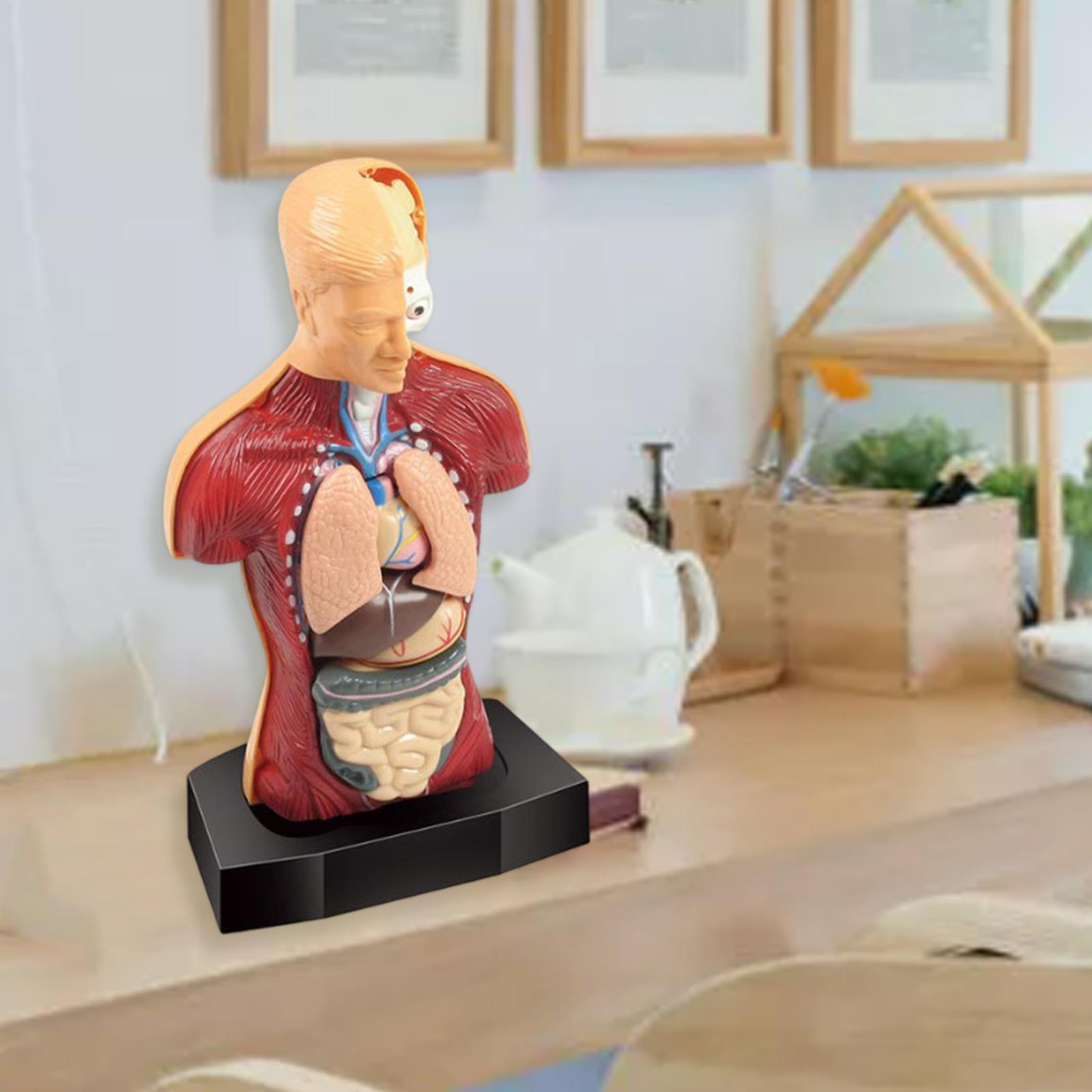 Human Body Torso Model Parts Early Learning Anatom... – Vicedeal