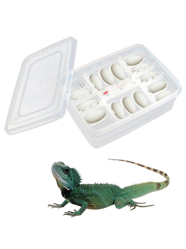 16PCS Egg Hatching Guard Palace Snake Lizard Climb... – Vicedeal