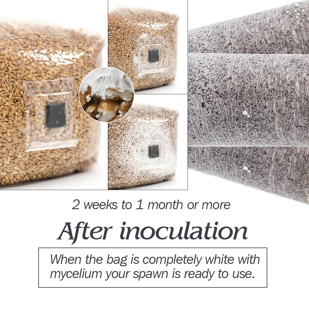 PP 6 Mil Sterilized Hydrated Grain Bag w/Self-Heal... – Grandado