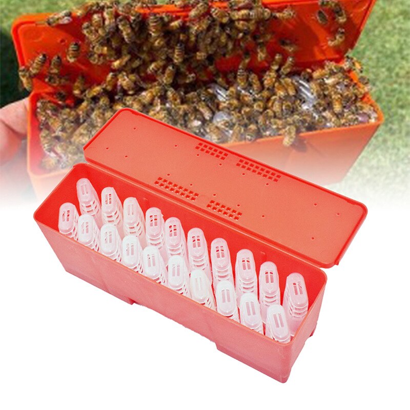 Beekeeping Supplies Queen Bees Box With 20 PCS Que... – Grandado