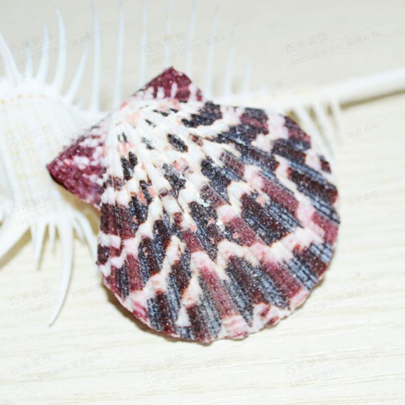 Color Oil Painting Scallops Color Shells Home Deco... – Grandado