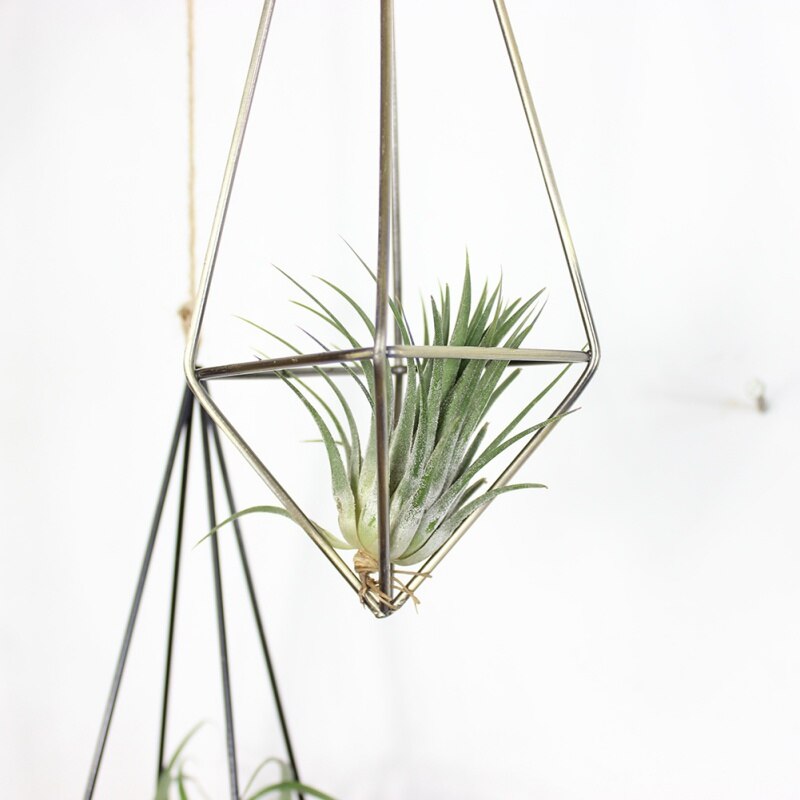 Leuke Opknoping Tillandsia Lucht Planten Rack Meta... – Grandado
