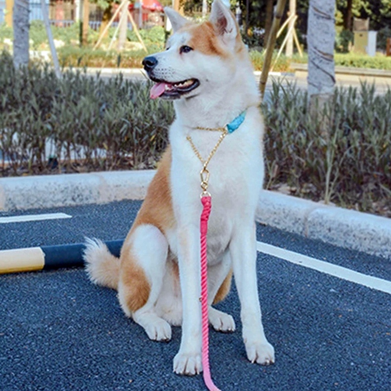 Gradient Color Dog Collars Accessories Leashes Rop... – Grandado