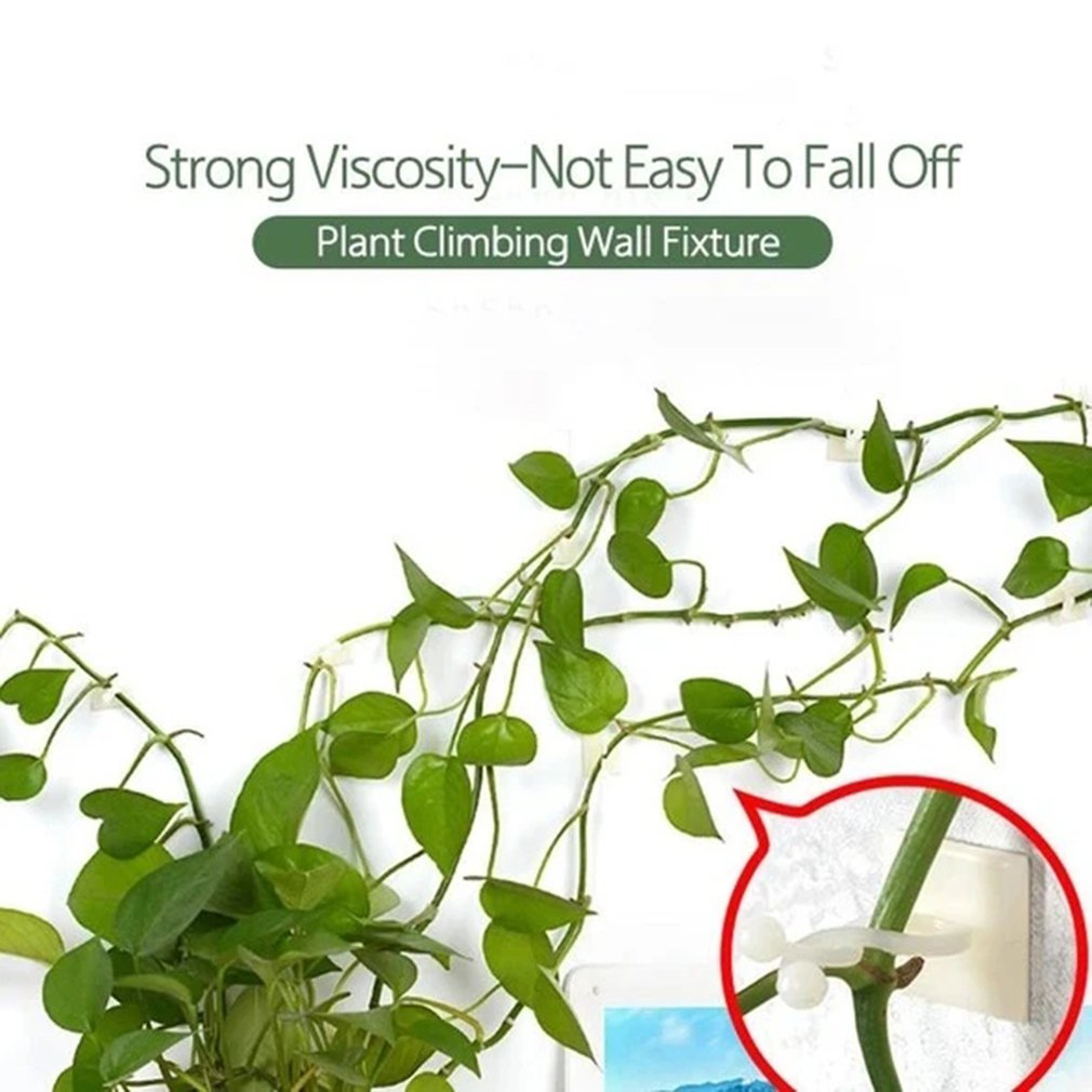 Plant Klimmen Muur Armatuur Plant Vaste Gesp Groen... – Vicedeal