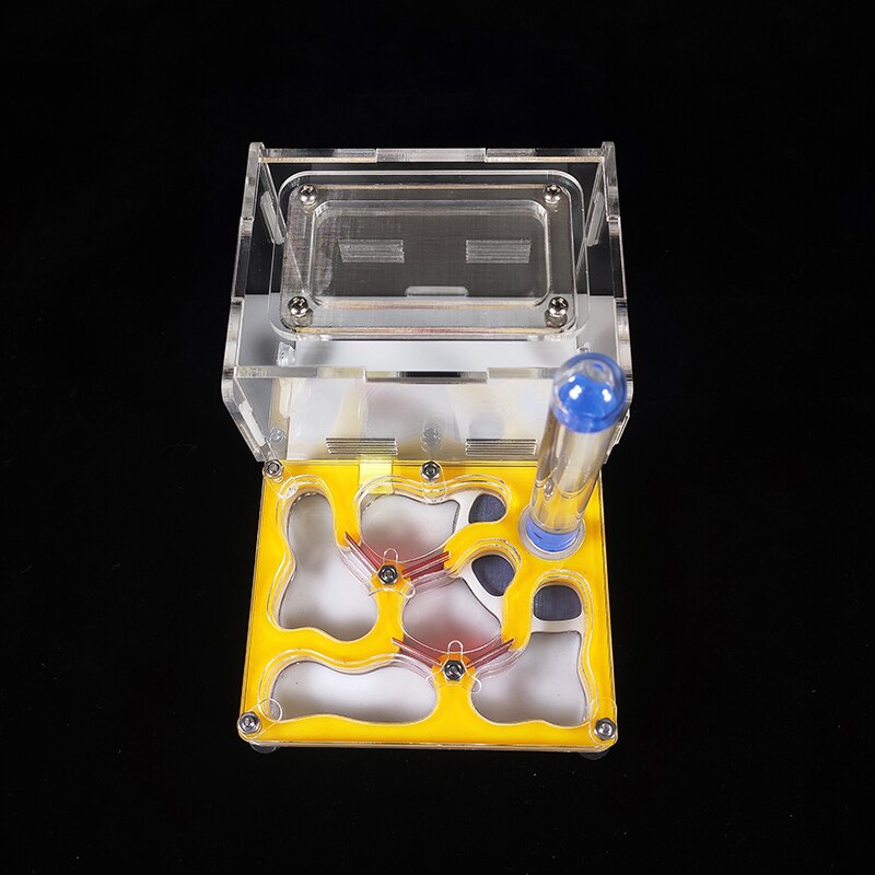 Yellow Ant Nest Acrylic Ant Villa Mini Ant Farm In... – Grandado