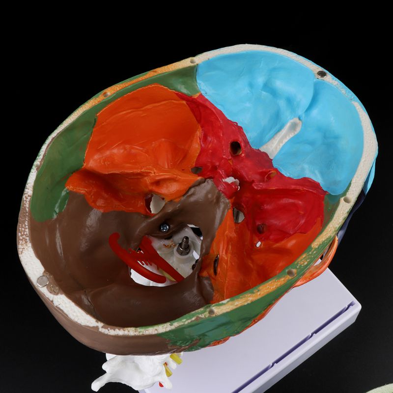 Menselijke Anatomie Skelet Anatomisch Model Met Ge... – Vicedeal