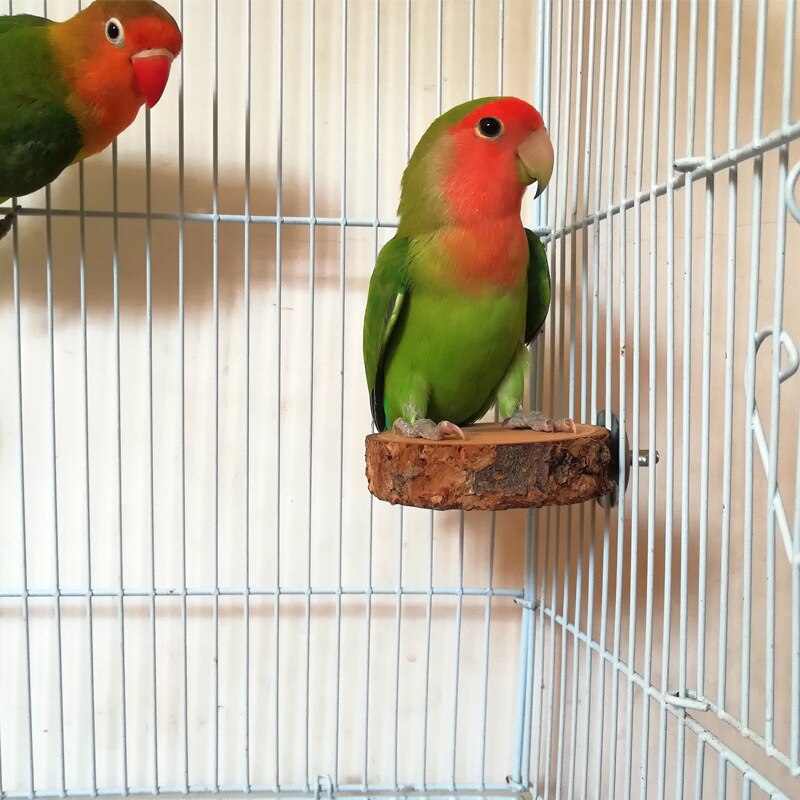 Apple Wood Parrot Platform Parrot Stand Holder Woo... – Grandado