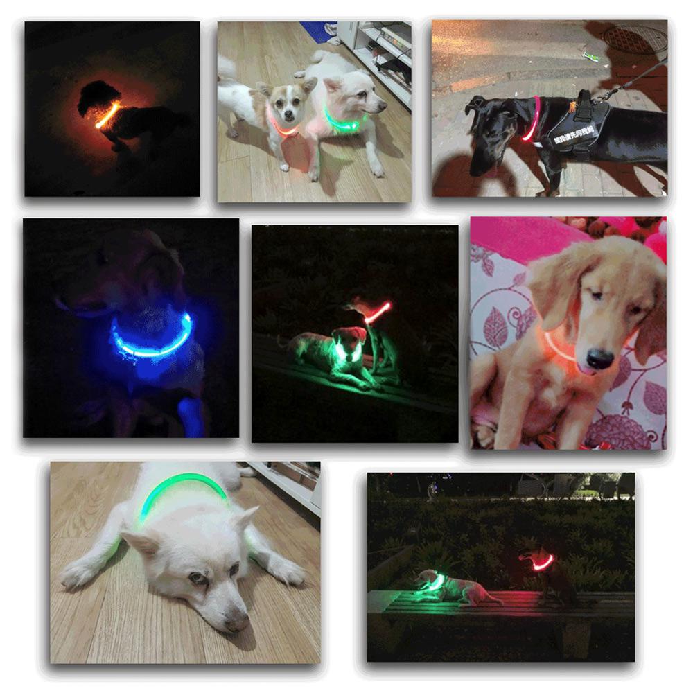 LED Dog Collar USB Rechargeable Glowing Dogs Colla... – Grandado