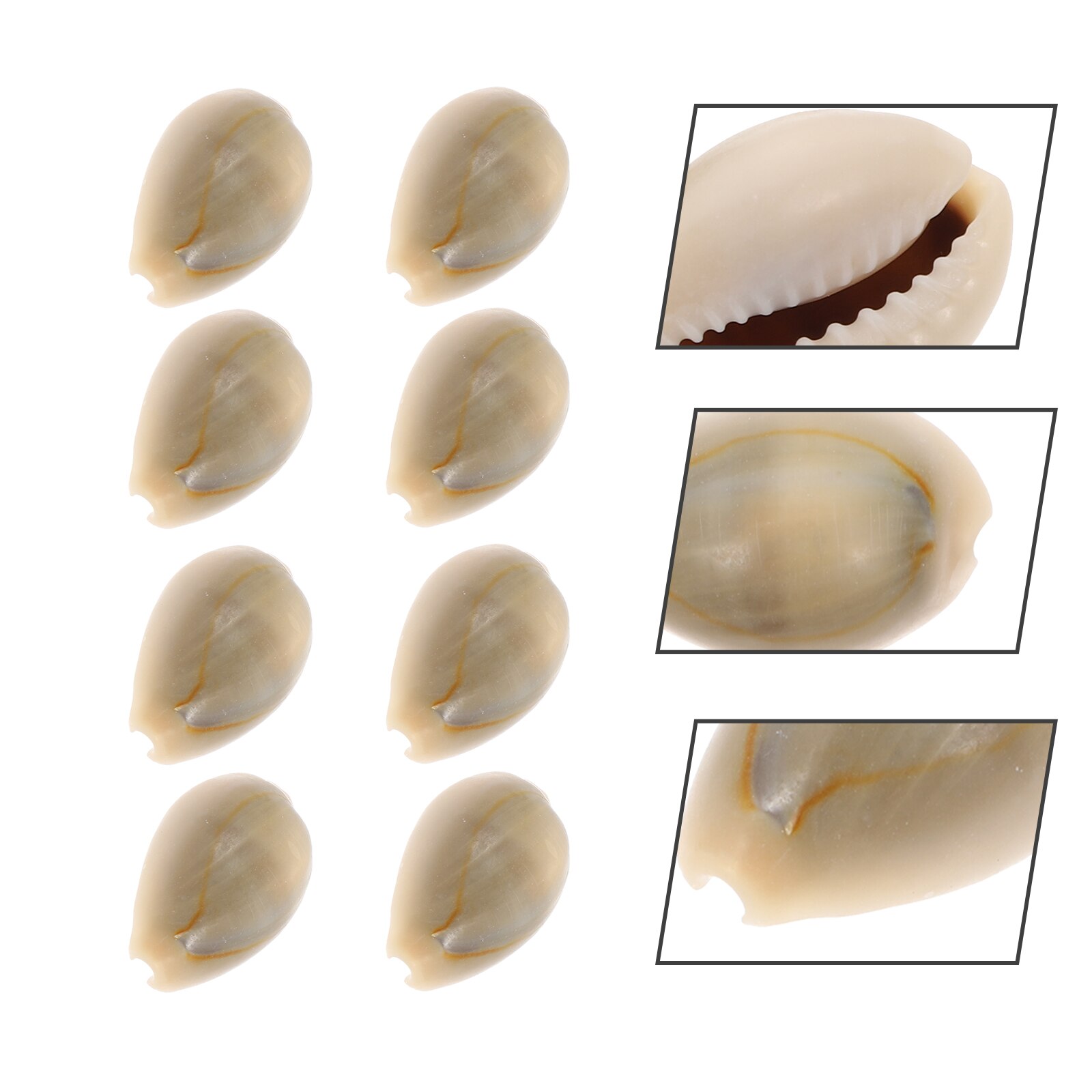 100pcs Delicate Landscaping Portable Natural Conch... – Grandado