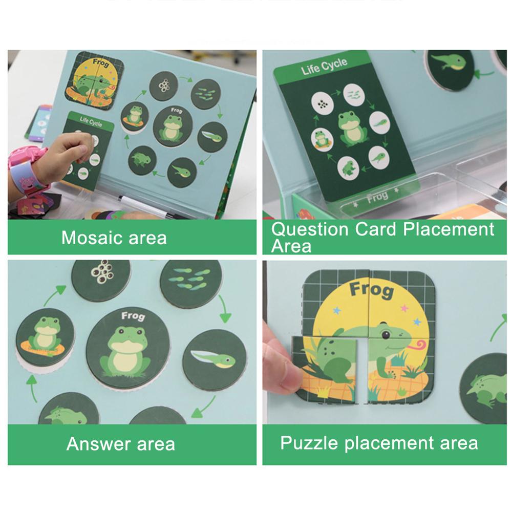 Magnetic Lifecycle Frog Animal Puzzles Pen Paintin... – Grandado