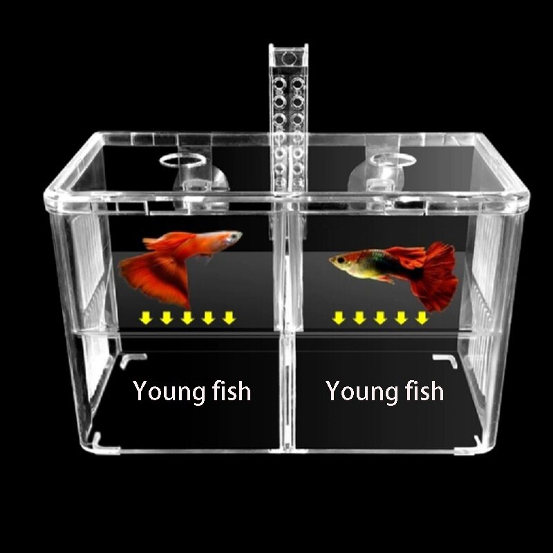 Fish tank fish hatching box isolation box transpar... – Grandado