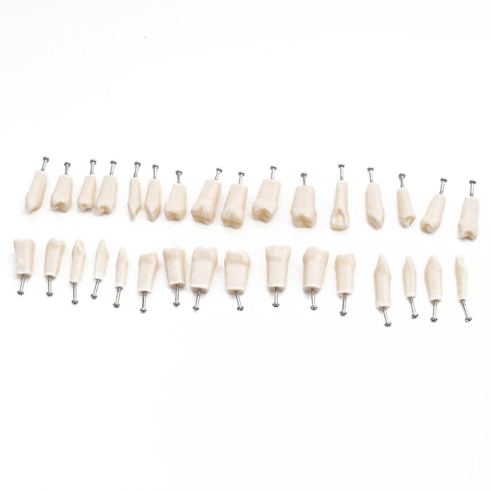 32pcs Teeths for Dental Teaching Model Teeth Model... – Grandado