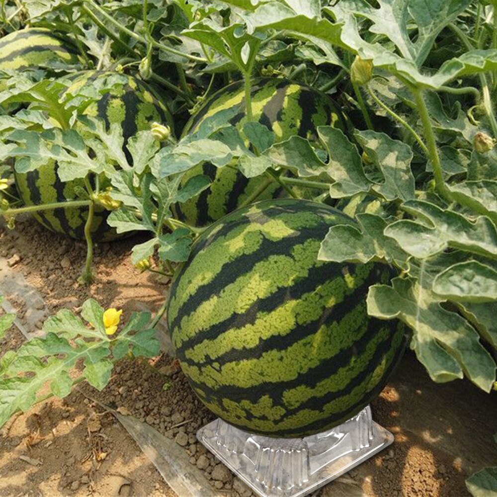 Plant Support Garden Cradle Prevents Rotting Ideal... – Grandado