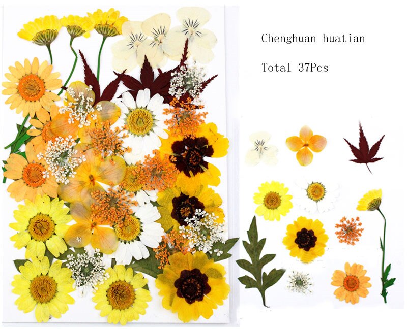 Latest Mixed Leaf and Flower Collection Dried Pres... – Grandado